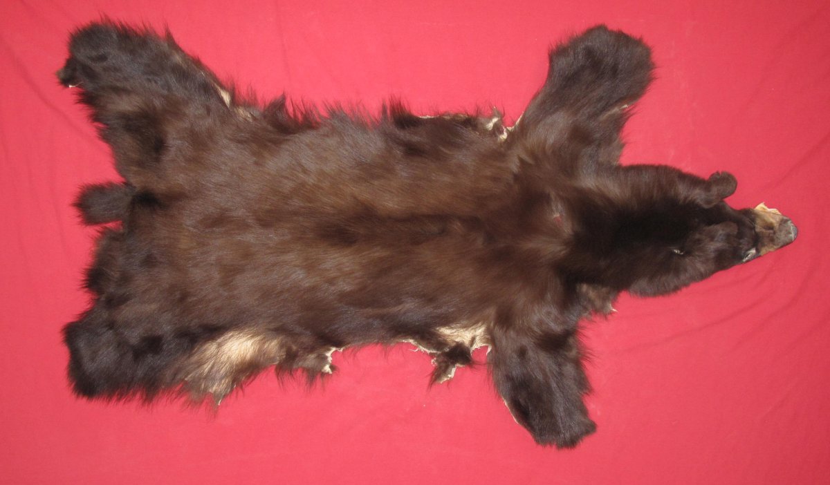Tanned Furs : BLACK BEAR - COMPLETE, NO FEET (6107-0553) : hideandfur.com
