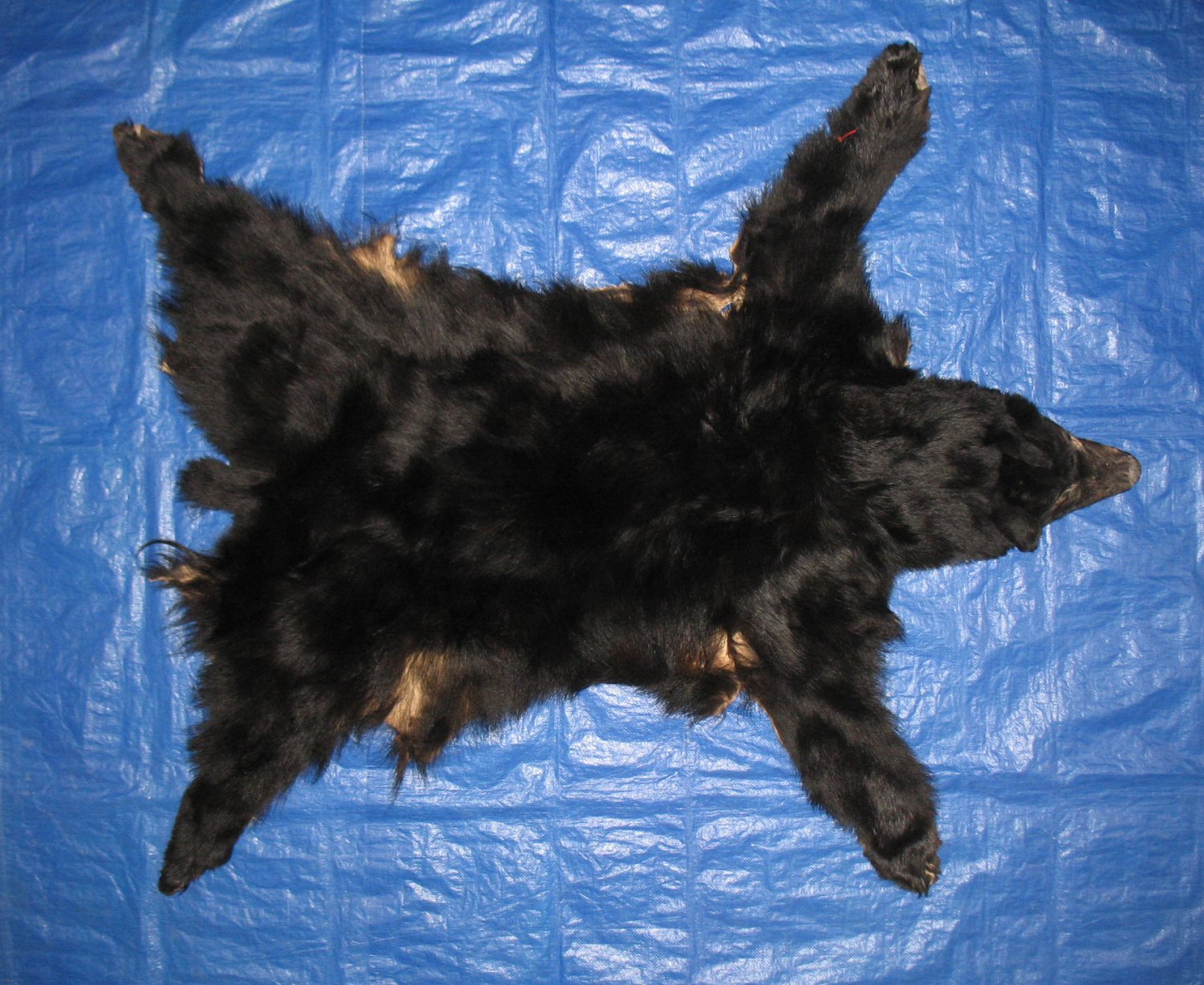 Tanned Furs : BLACK BEAR - COMPLETE, NO FEET (6107-0560) : hideandfur.com