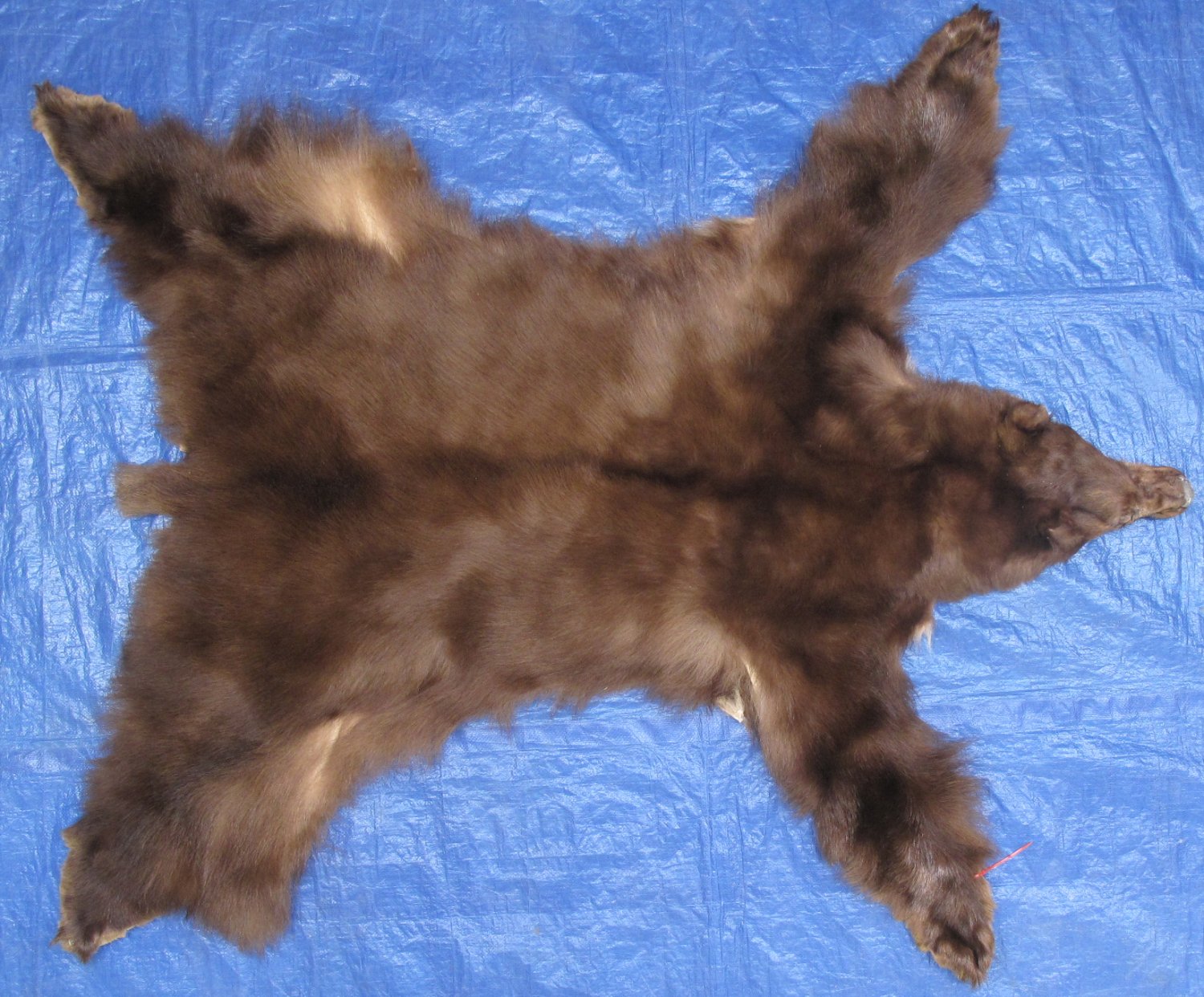 Tanned Furs : BLACK BEAR - COMPLETE, NO FEET (6107-0690) : hideandfur.com