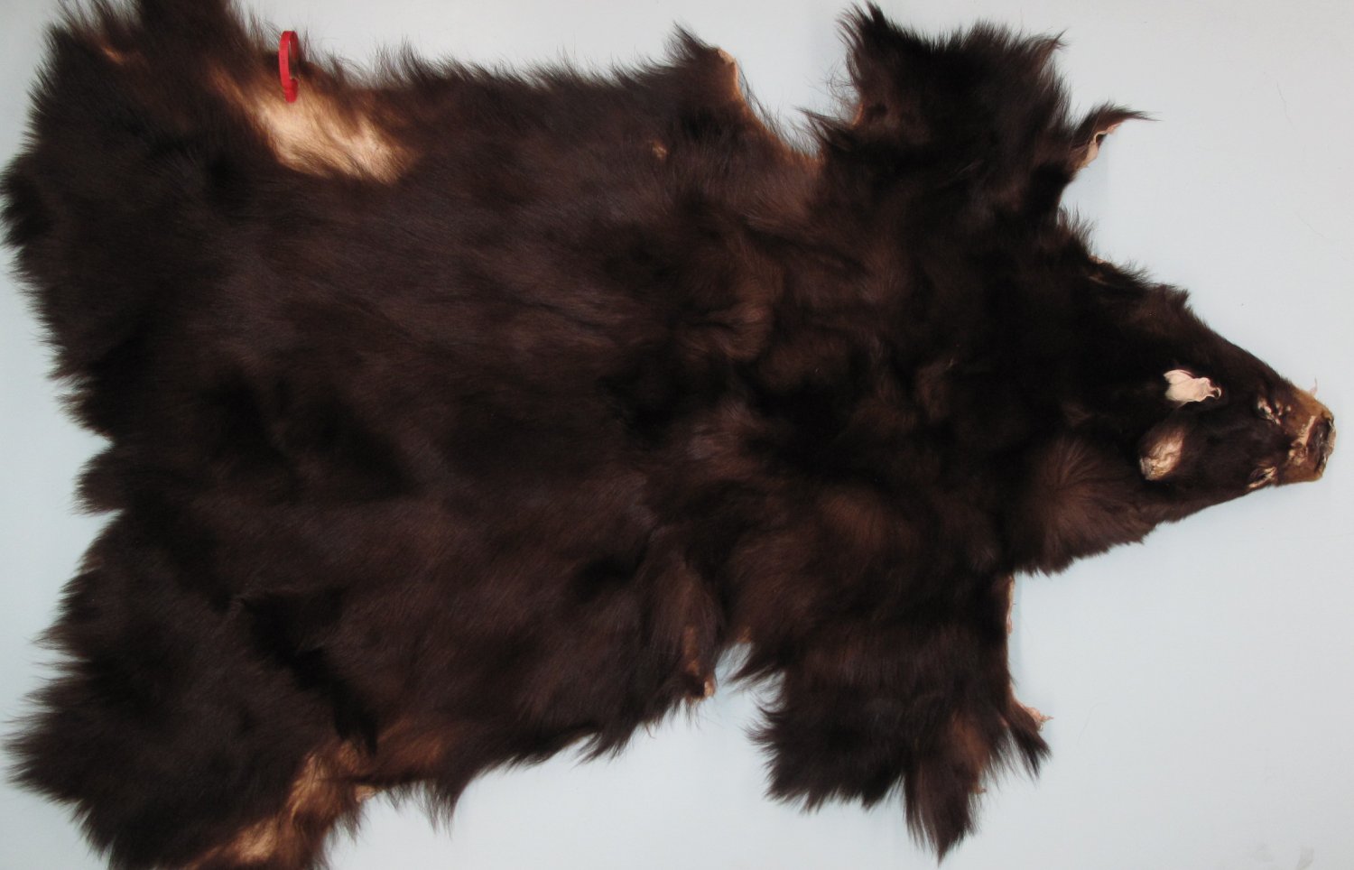 Tanned Furs : BLACK BEAR - COMPLETE, NO FEET (6107-0698) : hideandfur.com