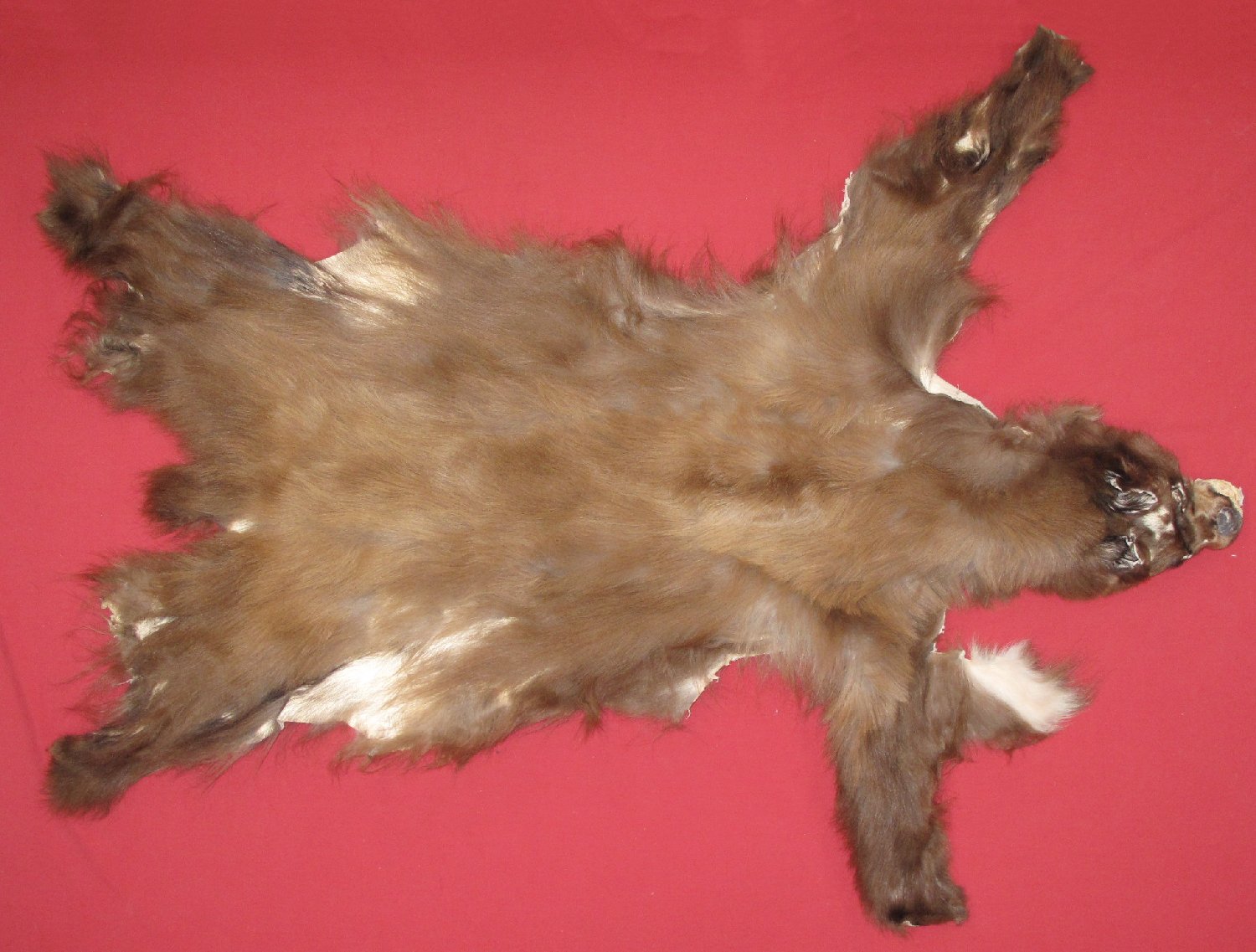 Tanned Furs : BLACK BEAR - COMPLETE, NO FEET (6107-0737) : hideandfur.com