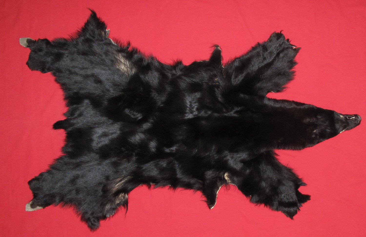 Tanned Furs : BLACK BEAR - COMPLETE, NO FEET (6107-0756) : hideandfur.com