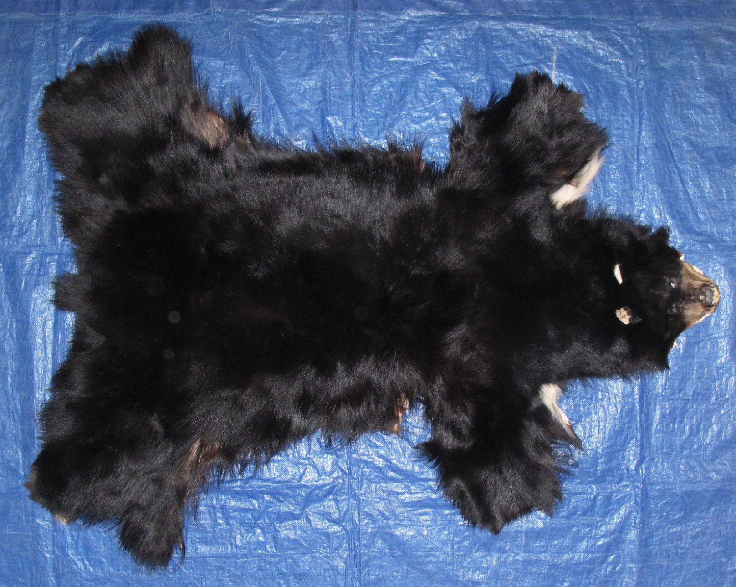 Tanned Furs : BLACK BEAR - COMPLETE, NO FEET (6107-0769) : hideandfur.com
