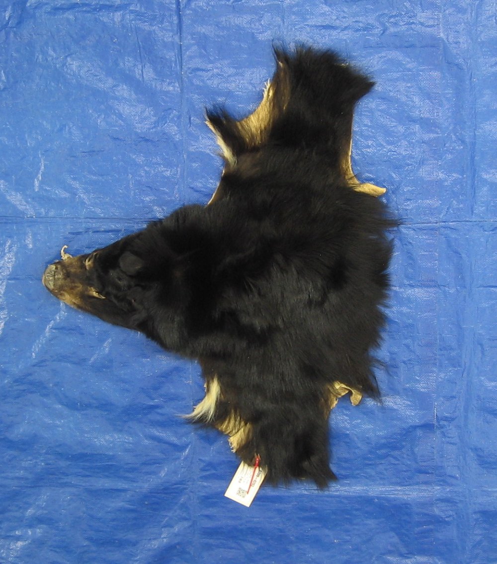 Tanned Furs : BLACK BEAR - CAPES (6109-0293) : hideandfur.com