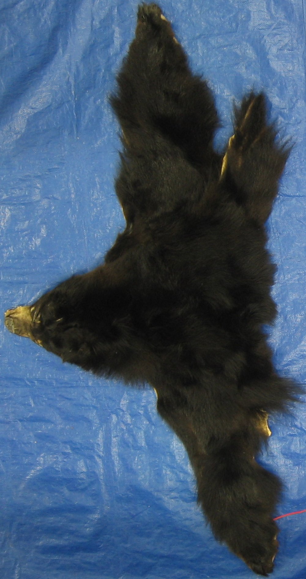 Tanned Furs : BLACK BEAR - CAPES (6109-0296) : hideandfur.com