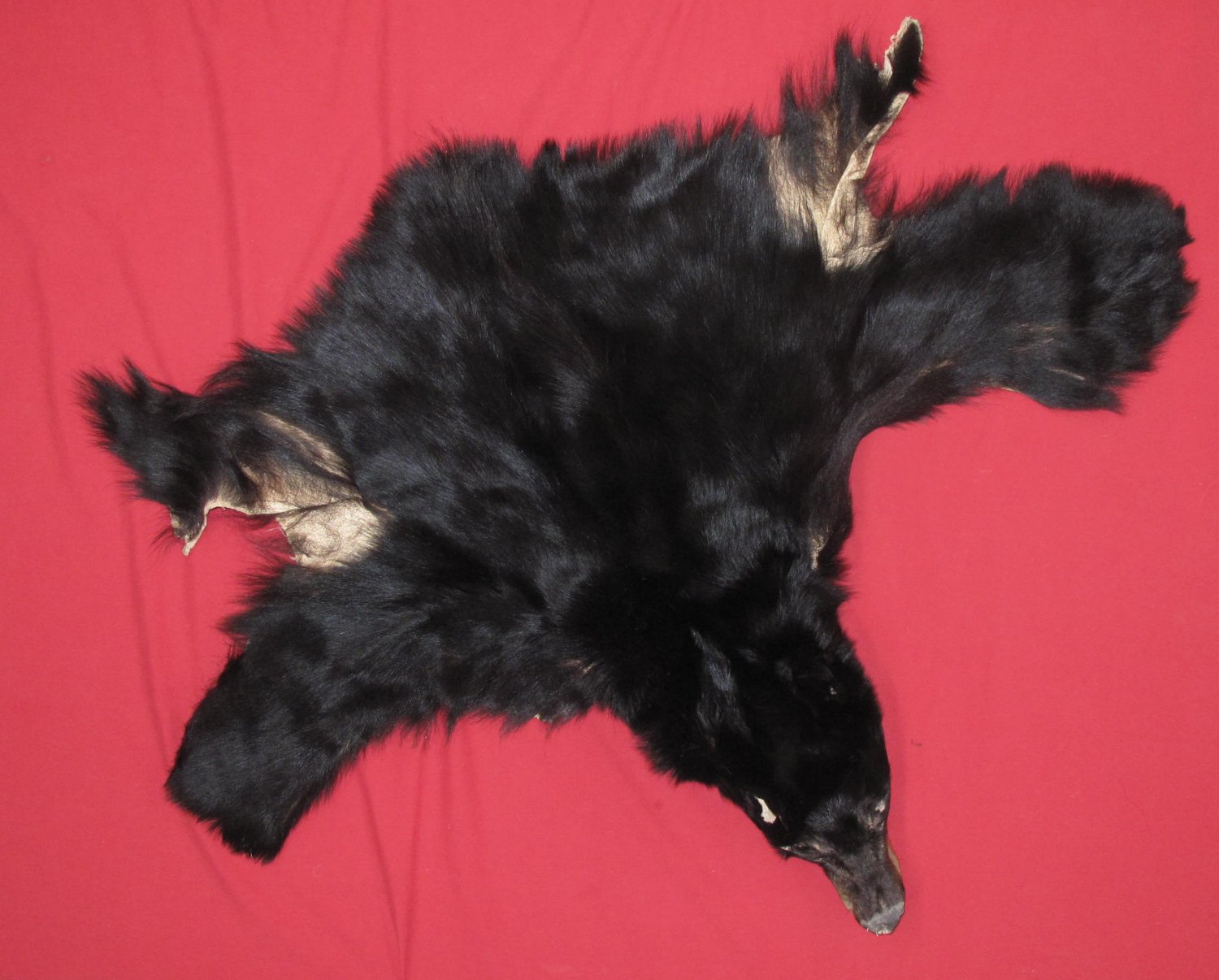 Tanned Furs : BLACK BEAR - CAPES (6109-0305) : hideandfur.com