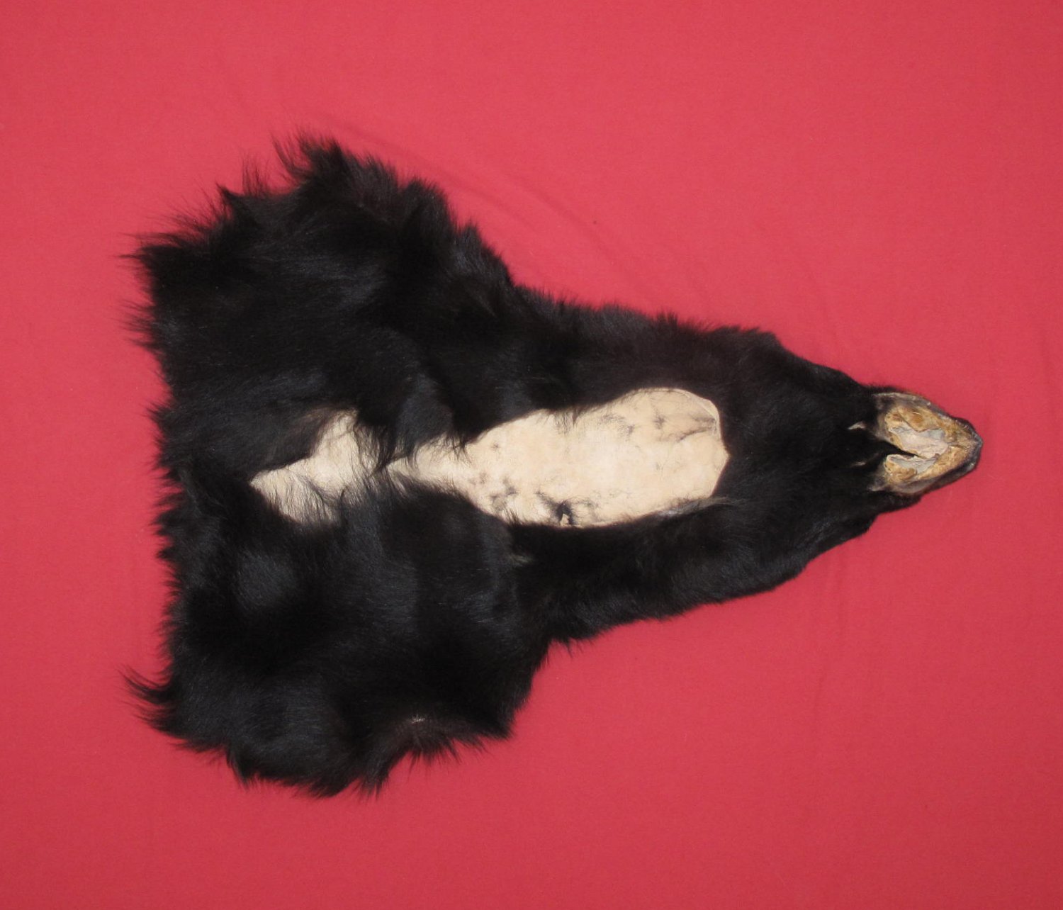 Tanned Furs : BLACK BEAR - CAPES (6109-0313) : hideandfur.com