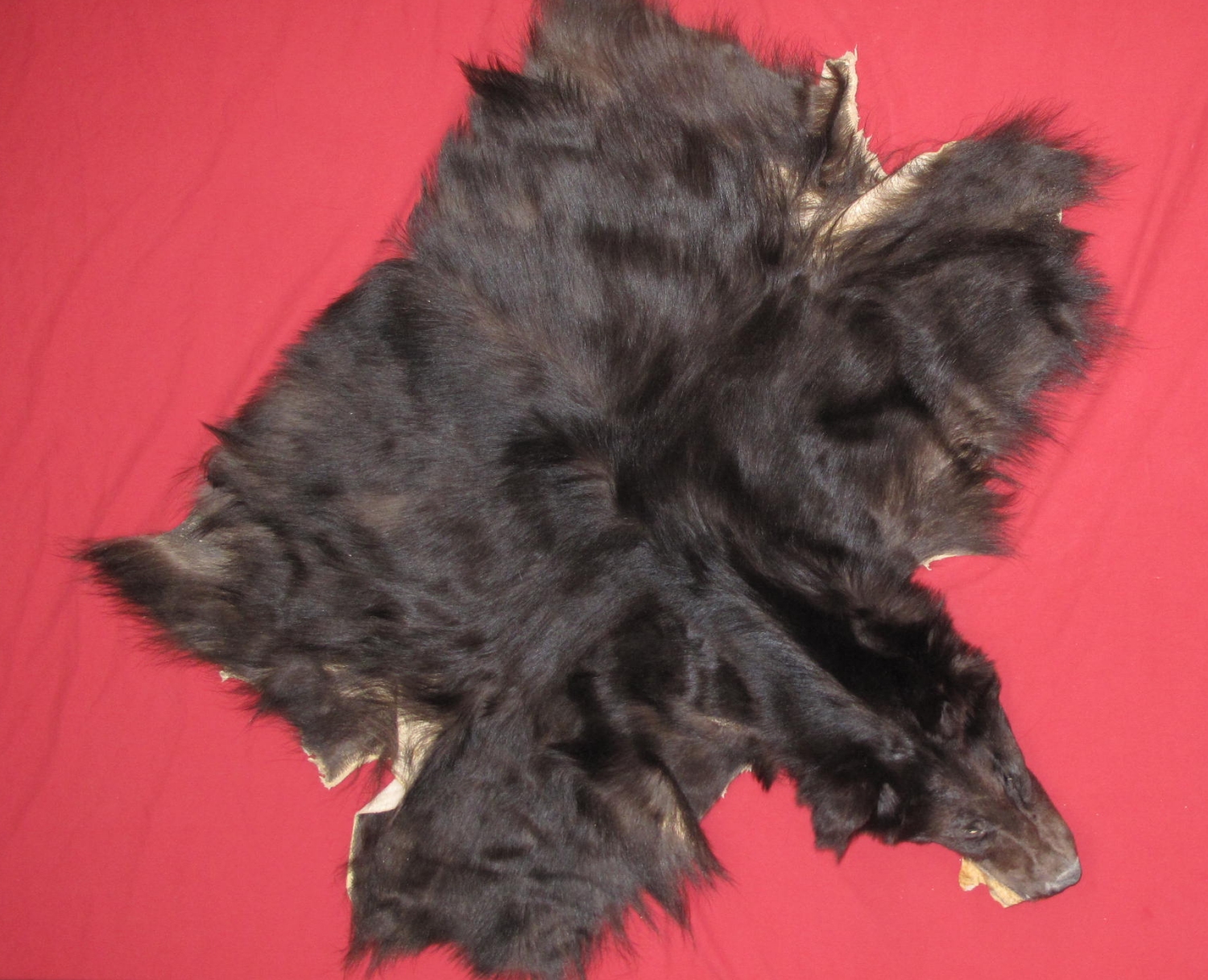 Tanned Furs : BLACK BEAR - CAPES (6109-0332) : hideandfur.com