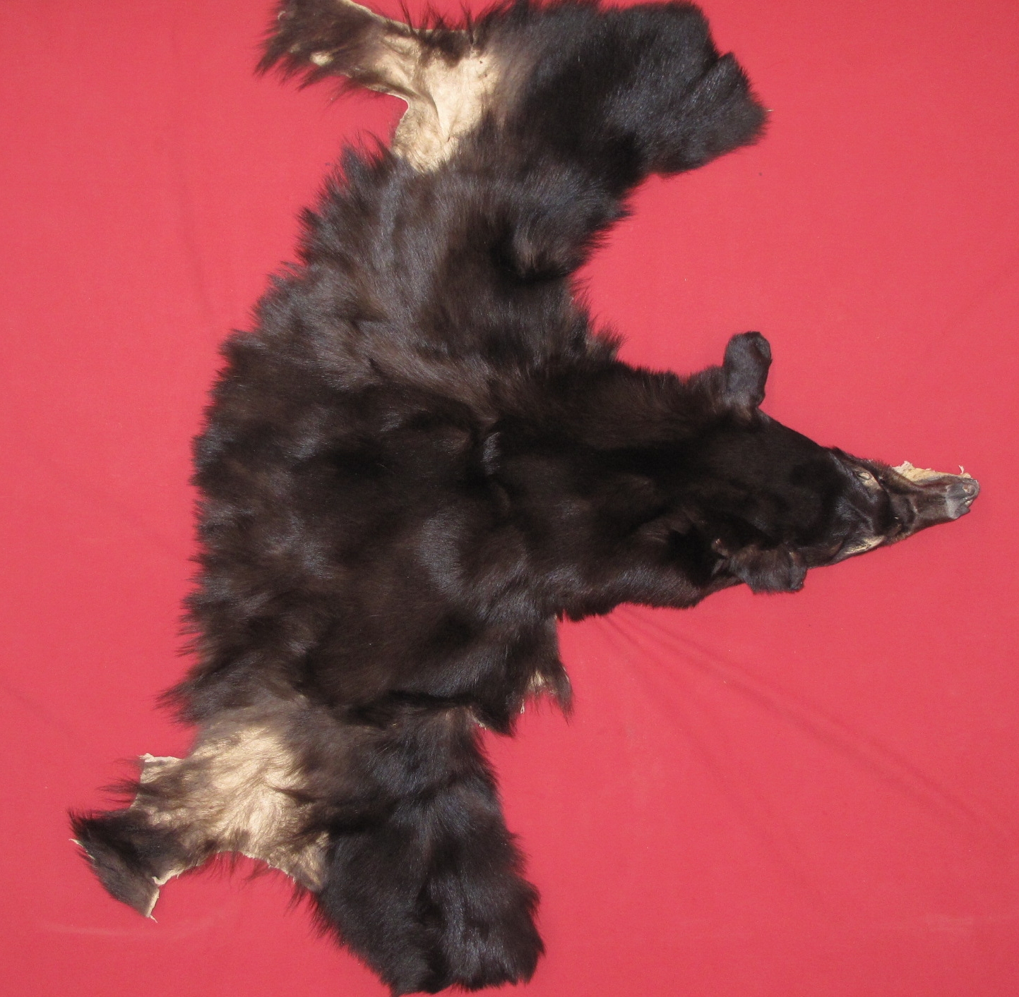 Tanned Furs : BLACK BEAR - CAPES (6109-0334) : hideandfur.com