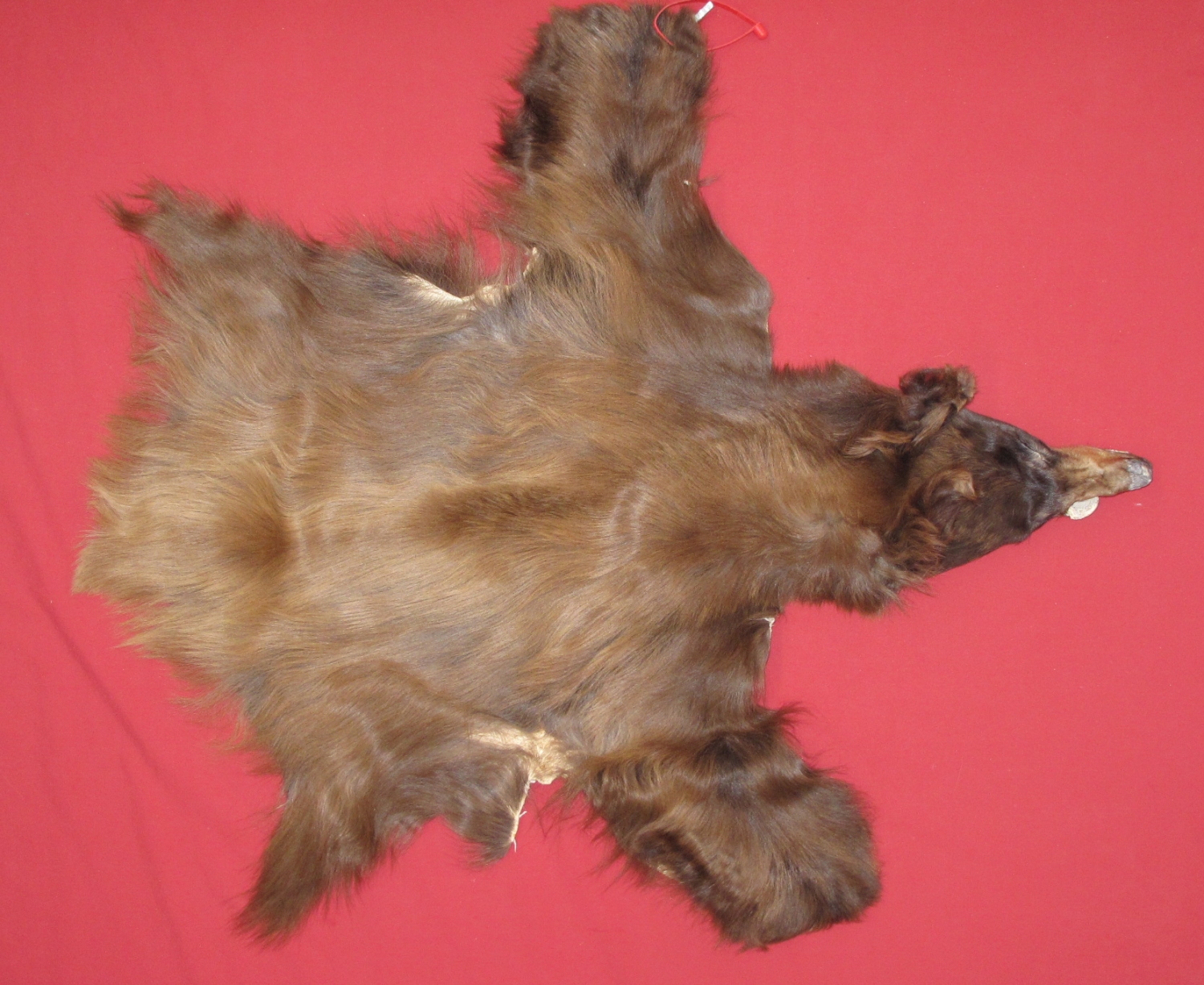 Tanned Furs : BLACK BEAR - CAPES (6109-0351) : hideandfur.com