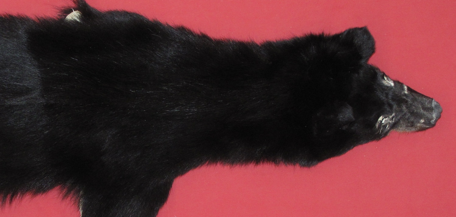 Tanned Furs : BLACK BEAR - CAPES (6109-0354) : hideandfur.com