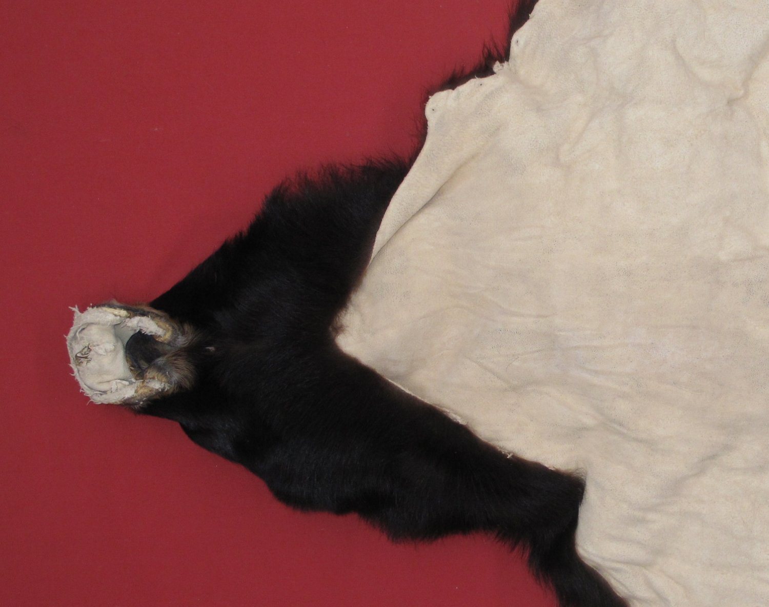 Tanned Furs : BLACK BEAR - CAPES (6109-0357) : hideandfur.com