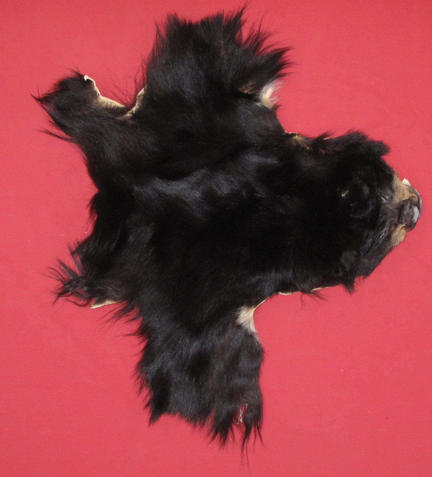 Tanned Furs : BLACK BEAR - CAPES (6109-0359) : hideandfur.com