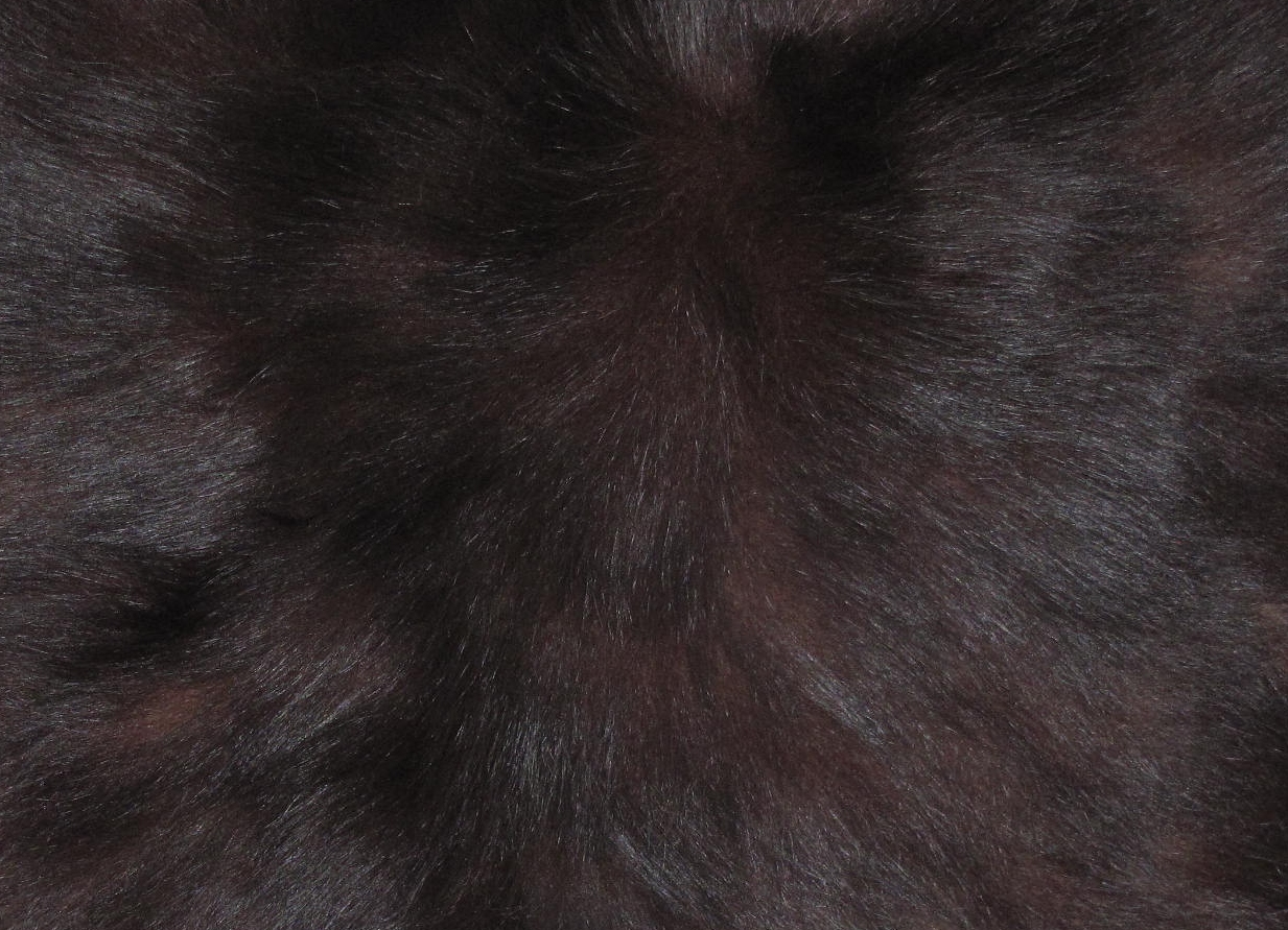 Tanned Furs : BLACK BEAR - PIECES (6111-0777) : hideandfur.com