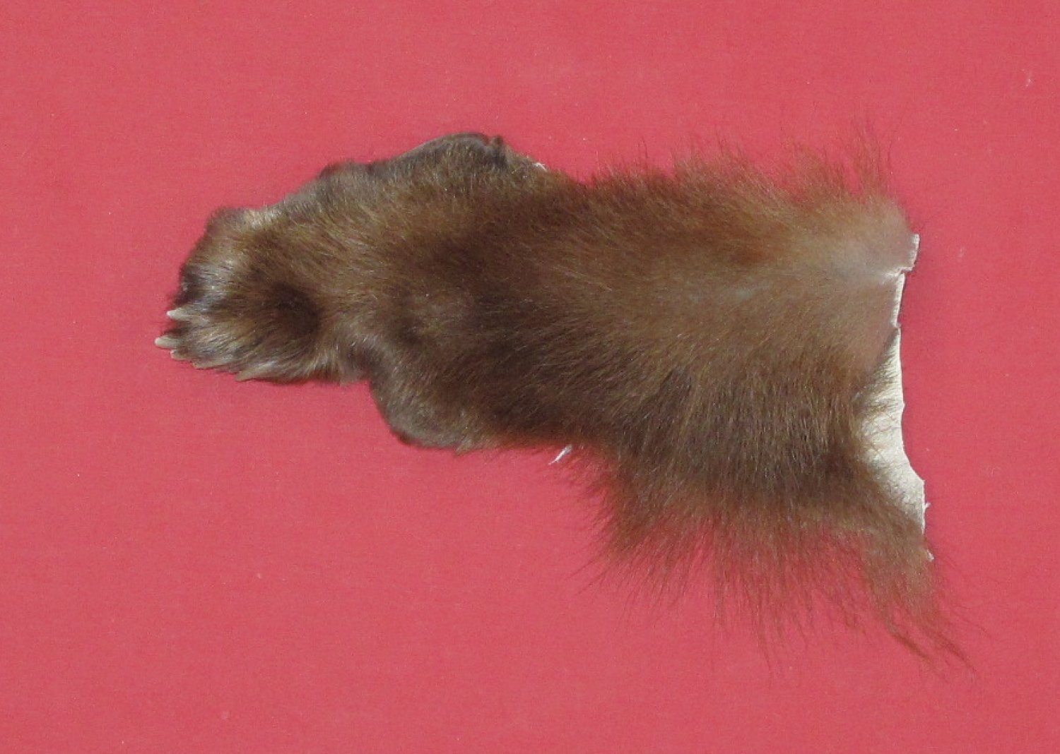 Tanned Furs : BLACK BEAR - FEET (6113-0393) : hideandfur.com