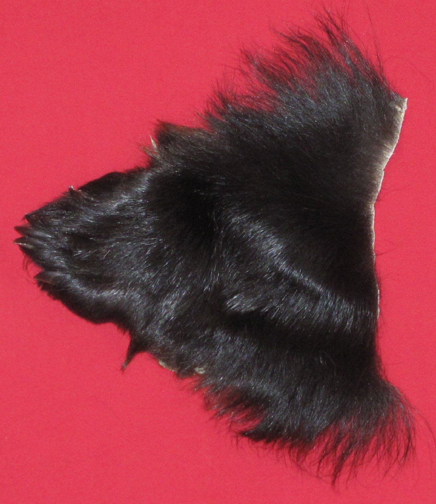 Tanned Furs BLACK BEAR FEET 6113 0421 Hideandfur