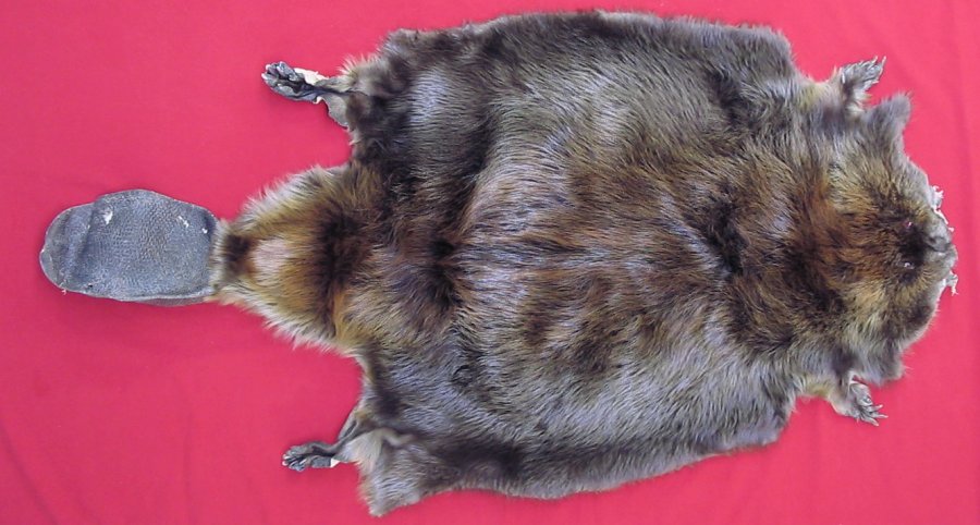 Tanned Legholes Split Beaver Hides, Furs, Pelts, Skins for sale by www ...