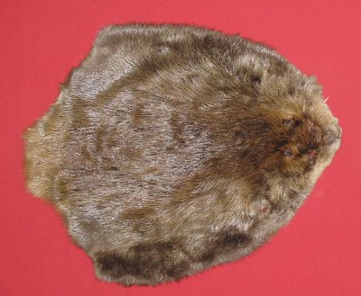 Tanned Furs : BEAVER - LEGHOLES SPLIT (6160-0144) : hideandfur.com