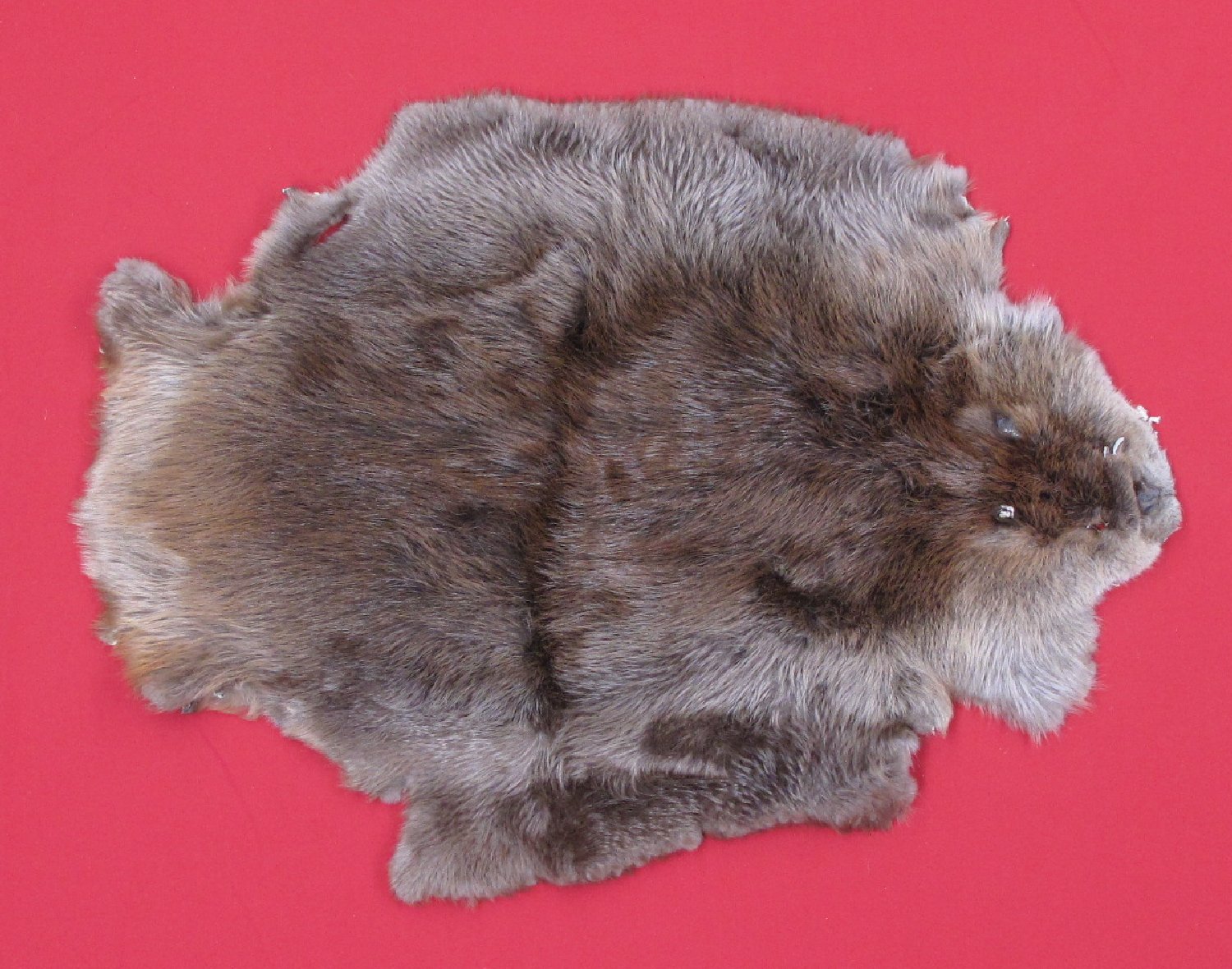 Tanned Furs : BEAVER - LEGHOLES SPLIT (6160-0162) : hideandfur.com