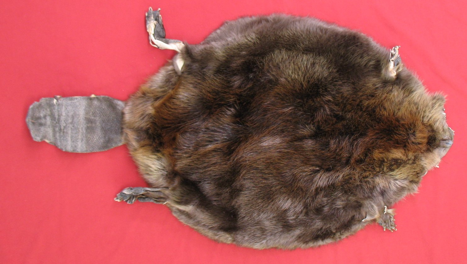 Tanned Furs : BEAVER - ROUND (6162-1748) : hideandfur.com