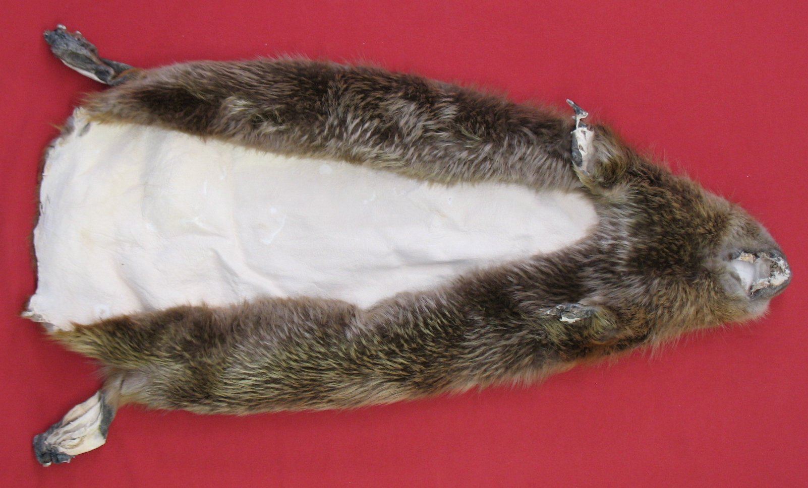 Tanned Furs : BEAVER - ROUND (6162-1751) : hideandfur.com