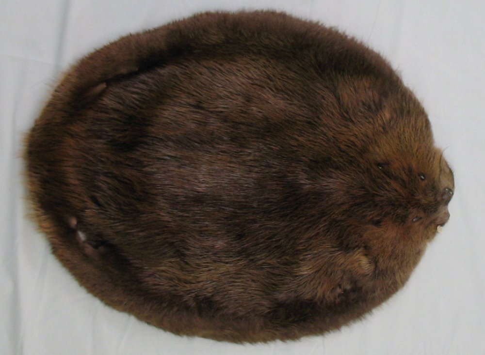 Tanned Furs : BEAVER - ROUND (6162-1920) : hideandfur.com