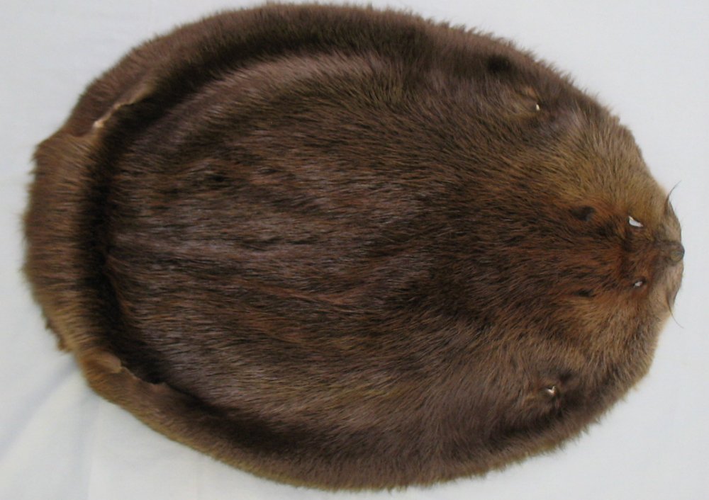 Tanned Furs : BEAVER - ROUND (6162-1950) : hideandfur.com
