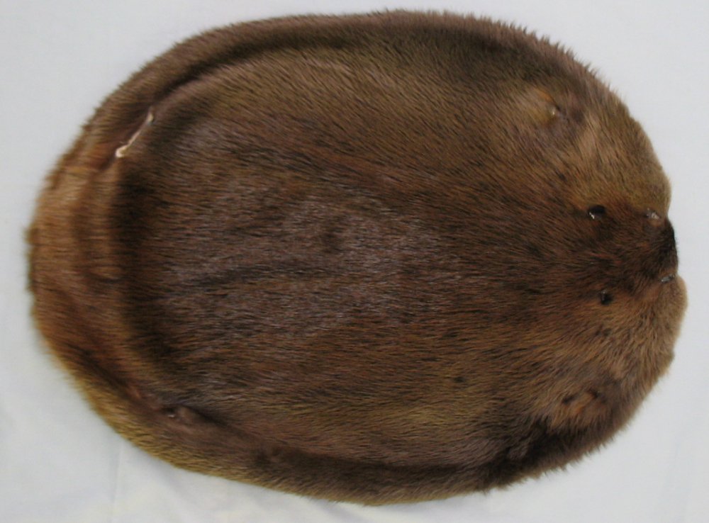 Tanned Furs : BEAVER - ROUND (6162-1954) : hideandfur.com
