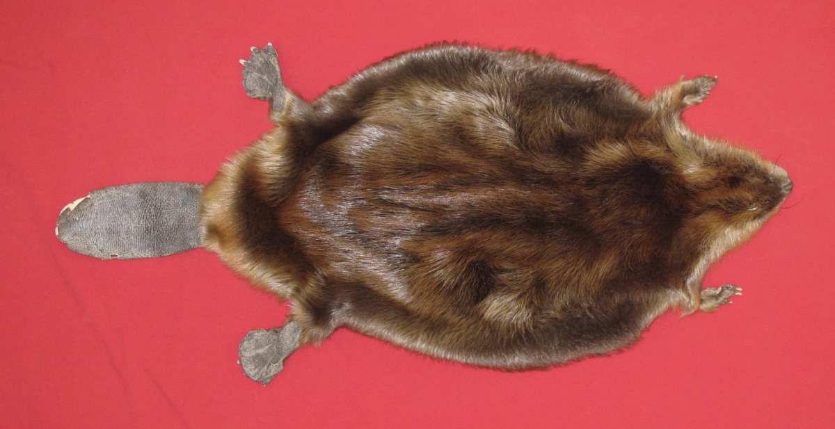 Tanned Furs : BEAVER - ROUND (6162-1999) : hideandfur.com