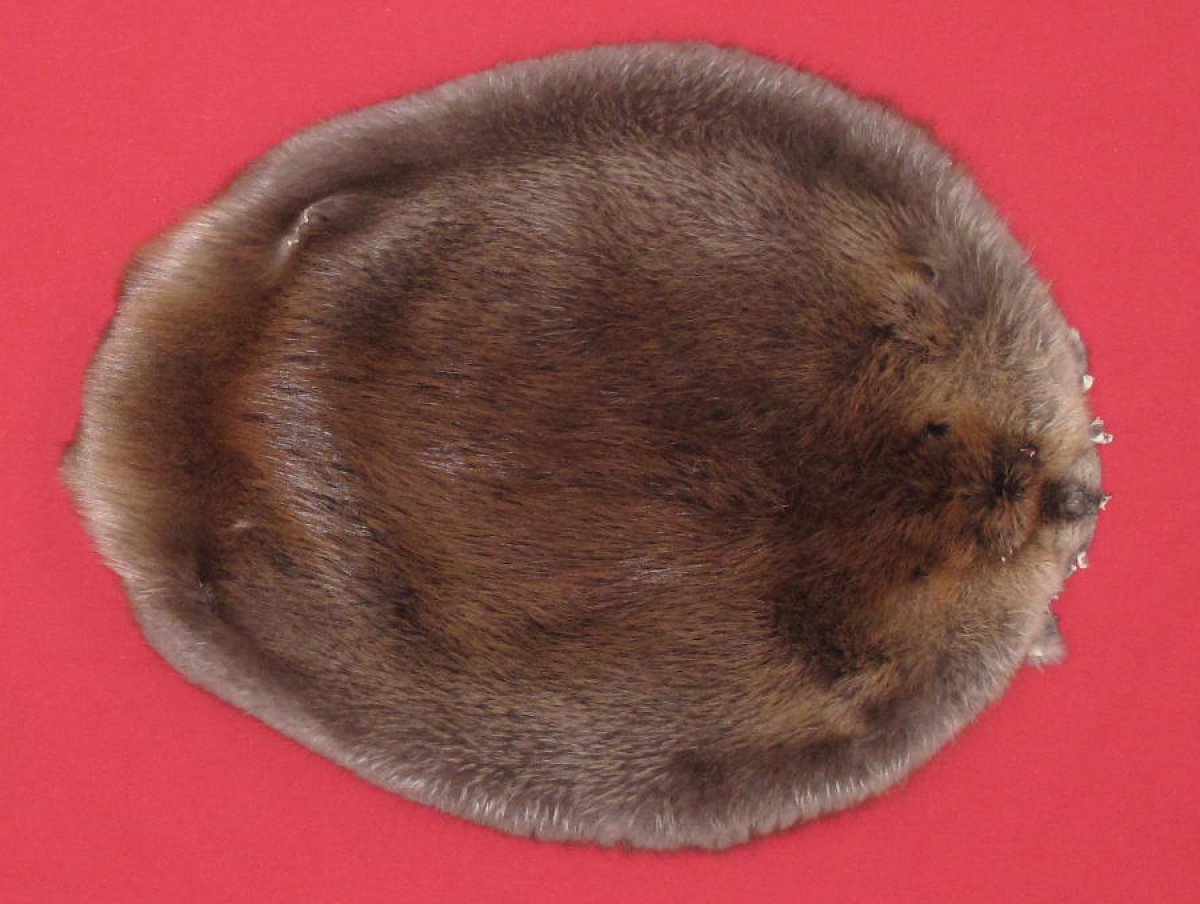 Tanned Furs : BEAVER - ROUND (6162-2004) : hideandfur.com