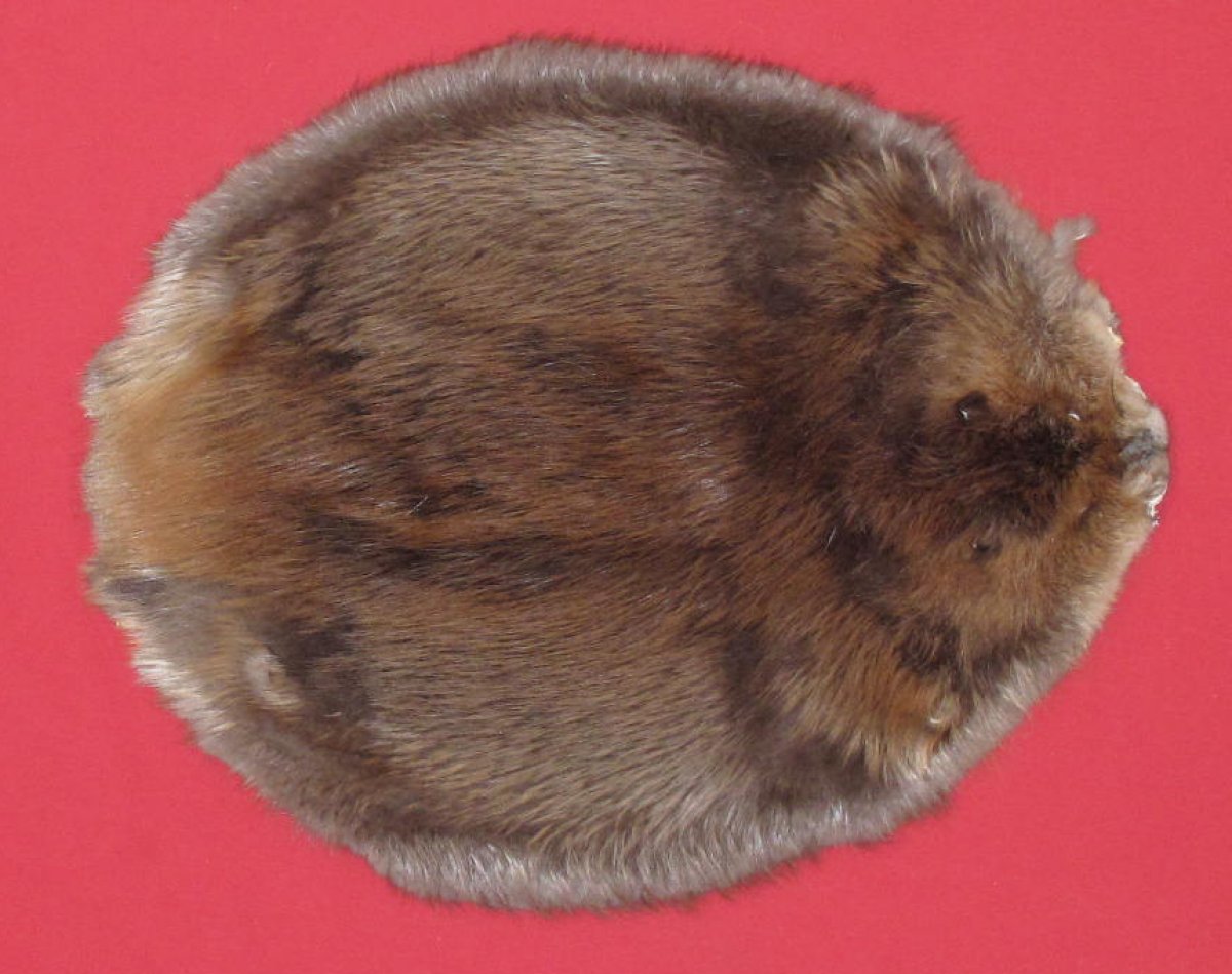 Tanned Furs : BEAVER - ROUND (6162-2006) : hideandfur.com