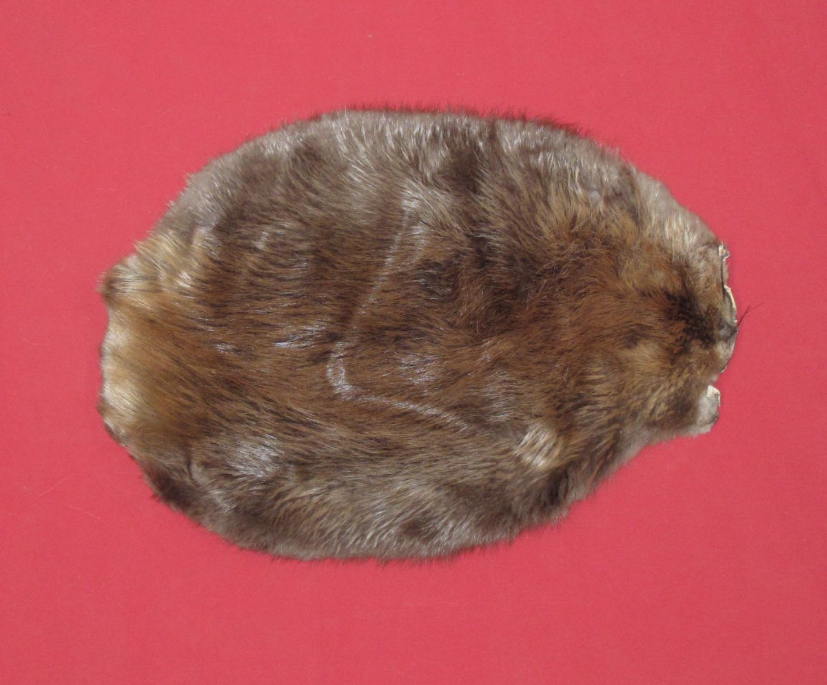 Tanned Furs : BEAVER - ROUND (6162-2083) : hideandfur.com