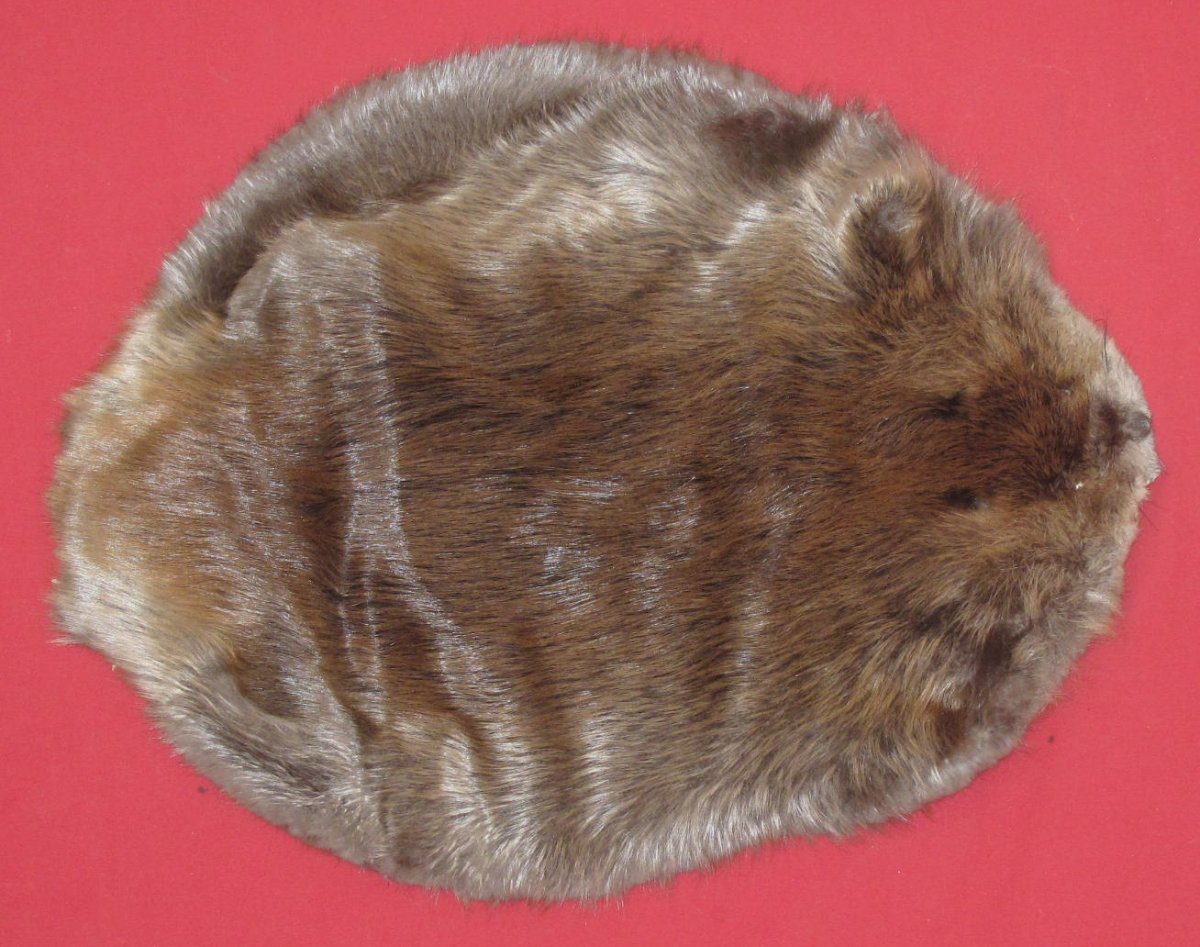 Tanned Furs : BEAVER - ROUND (6162-2113) : hideandfur.com