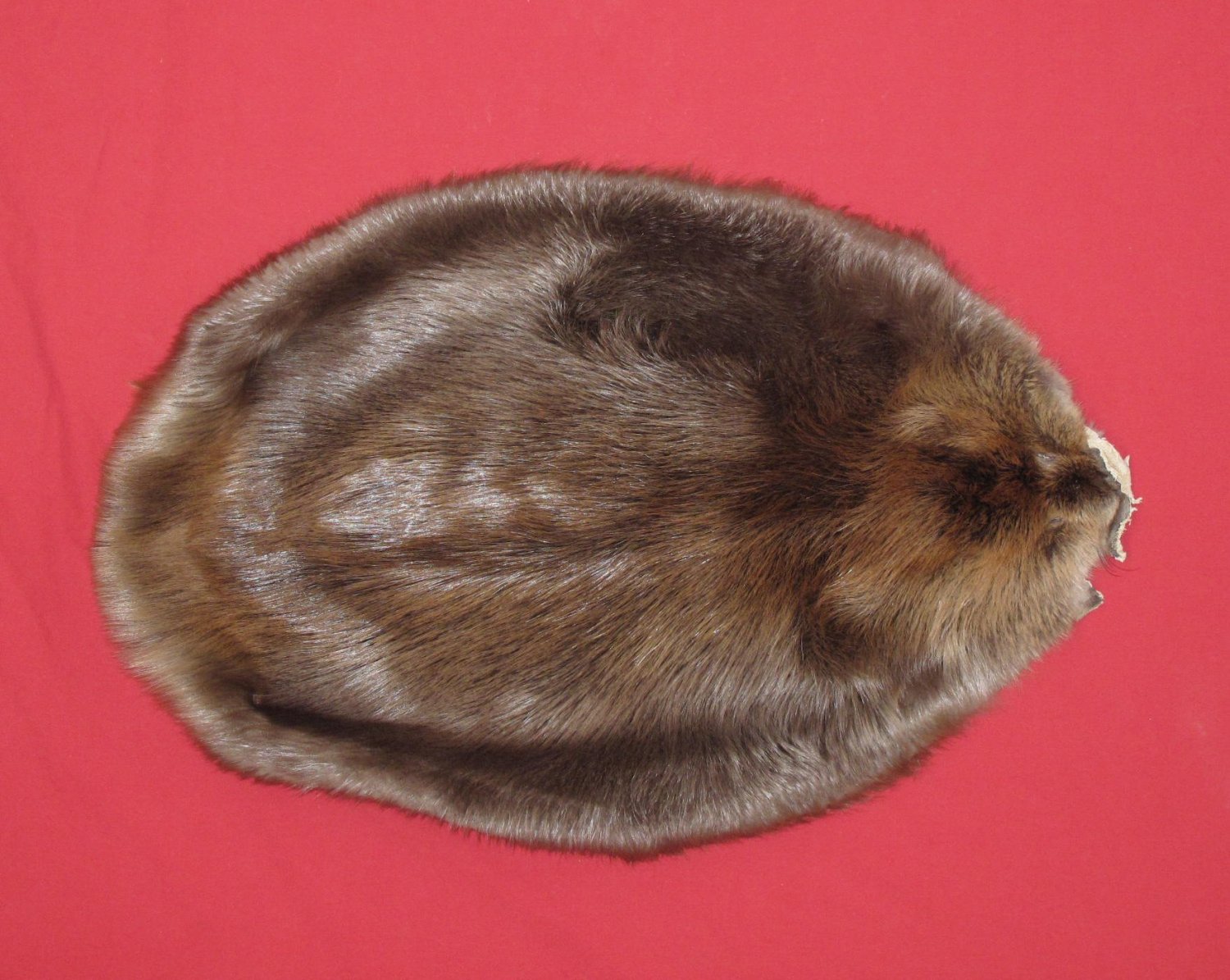Tanned Furs : BEAVER - ROUND (6162-2213) : hideandfur.com