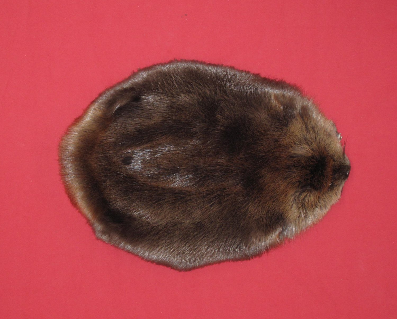Tanned Furs : BEAVER - ROUND (6162-2215) : hideandfur.com