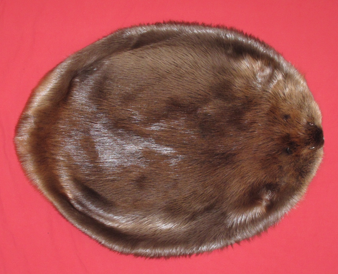 Tanned Furs : BEAVER - ROUND (6162-2269) : hideandfur.com