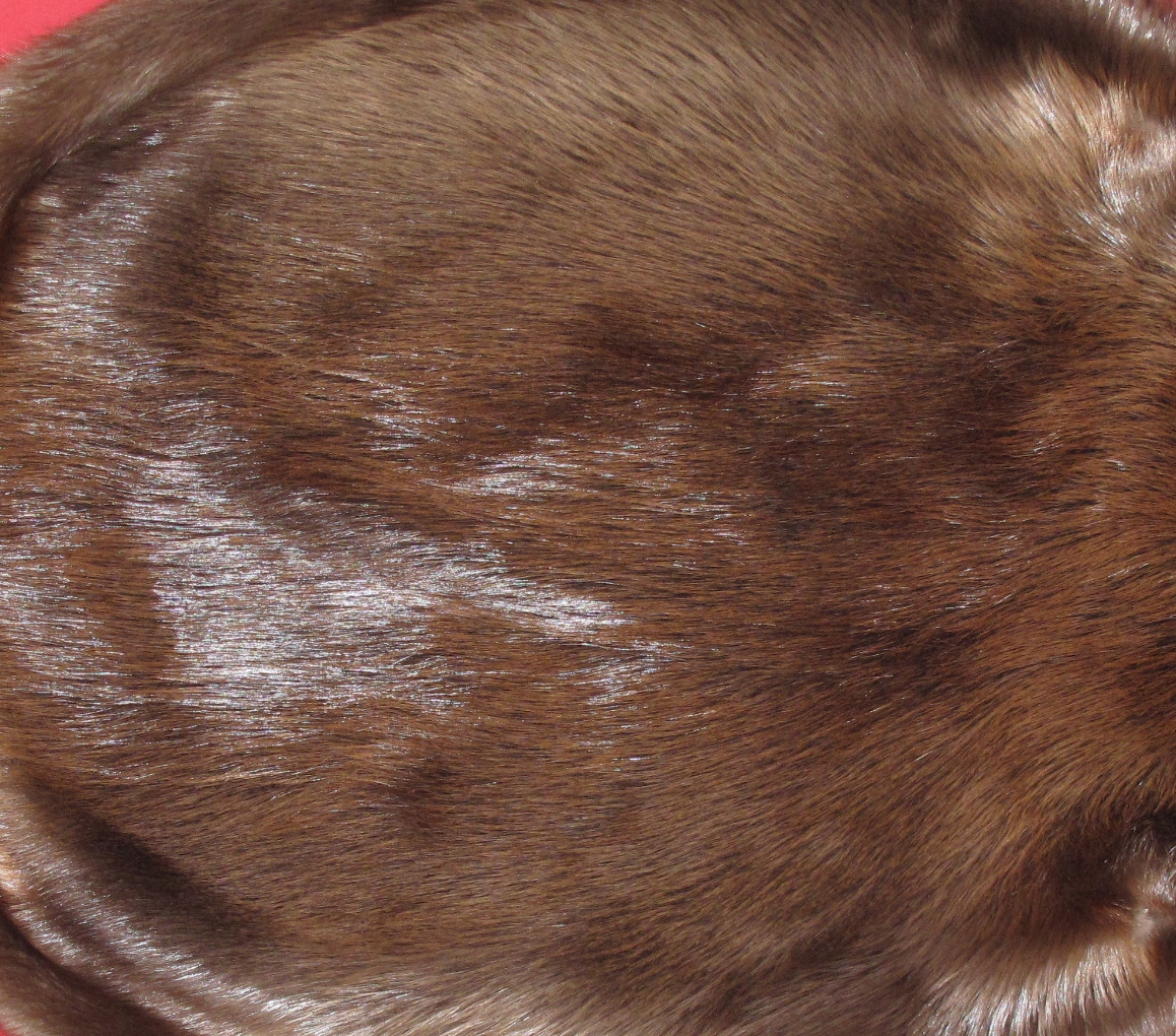 Tanned Furs : BEAVER - ROUND (6162-2269) : hideandfur.com