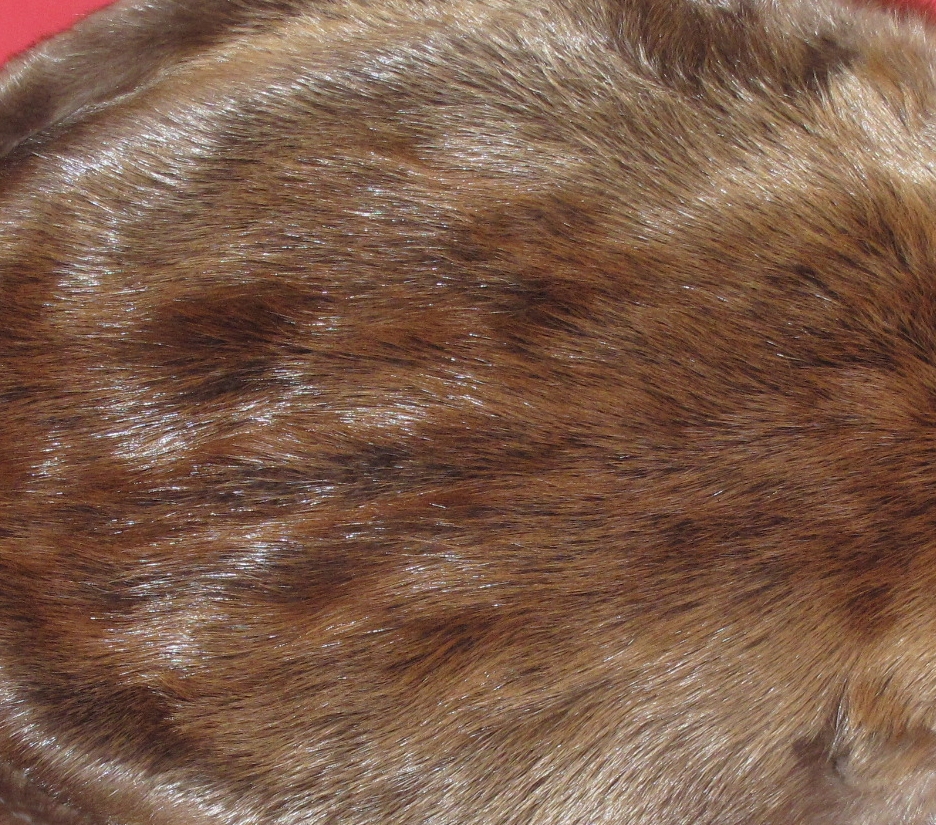 Tanned Furs : BEAVER - ROUND (6162-2311) : hideandfur.com