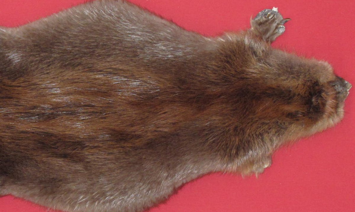Tanned Furs : BEAVER - ROUND (6162-2372) : hideandfur.com