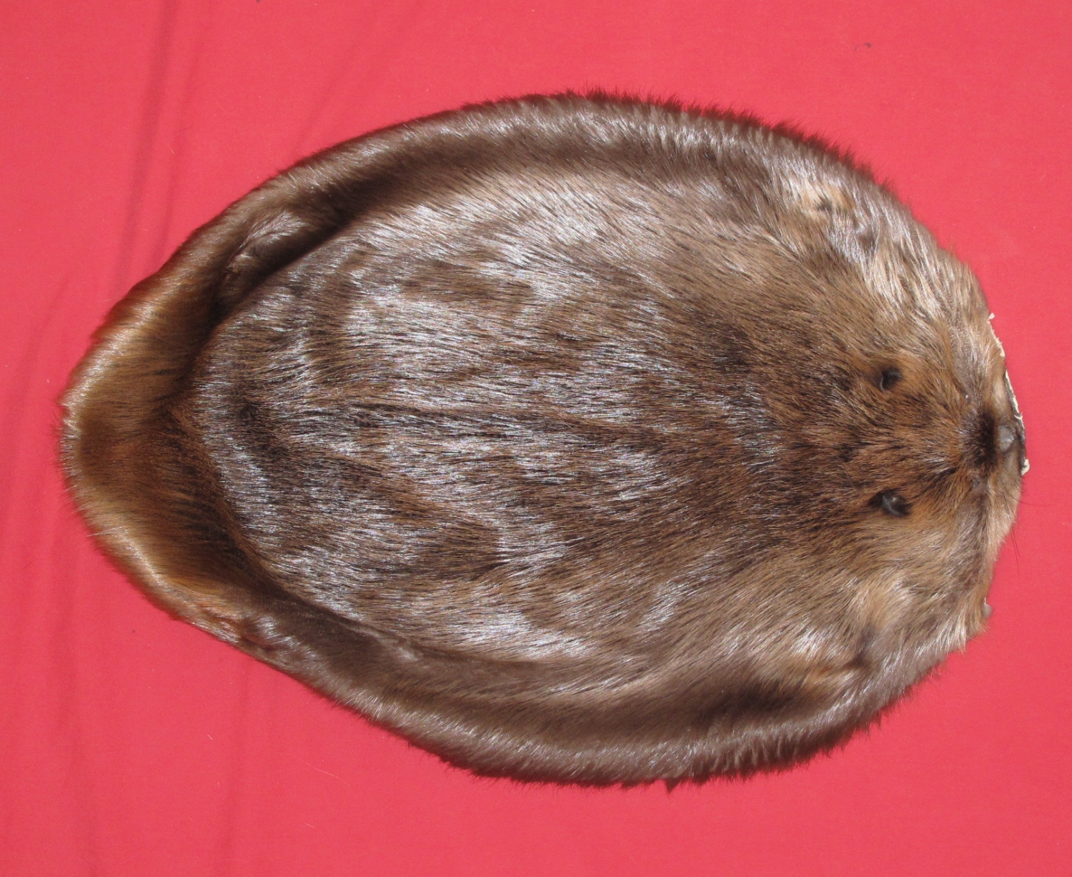 Tanned Furs : BEAVER - ROUND (6162-2388) : hideandfur.com