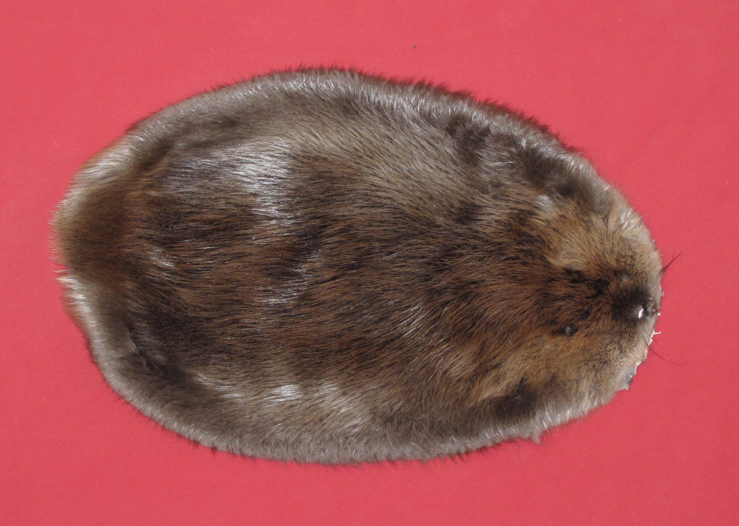 Tanned Furs : BEAVER - ROUND (6162-2402) : hideandfur.com