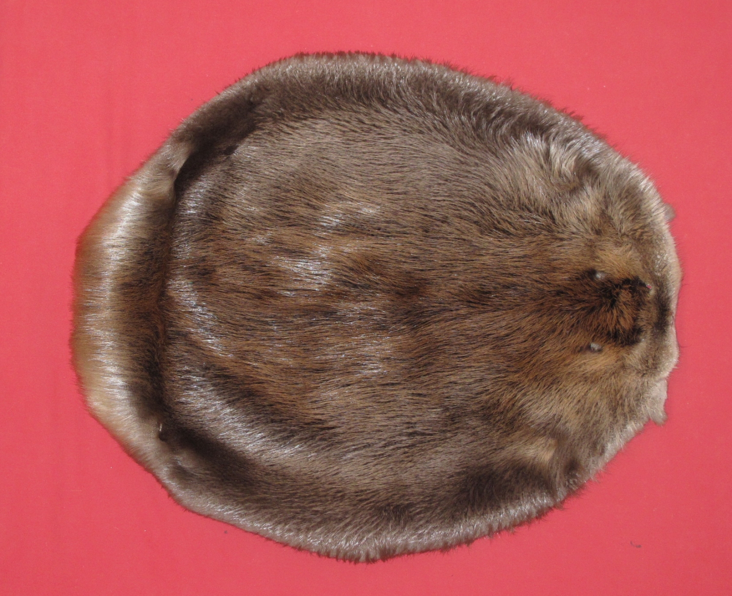 Tanned Furs : BEAVER - ROUND (6162-2429) : hideandfur.com