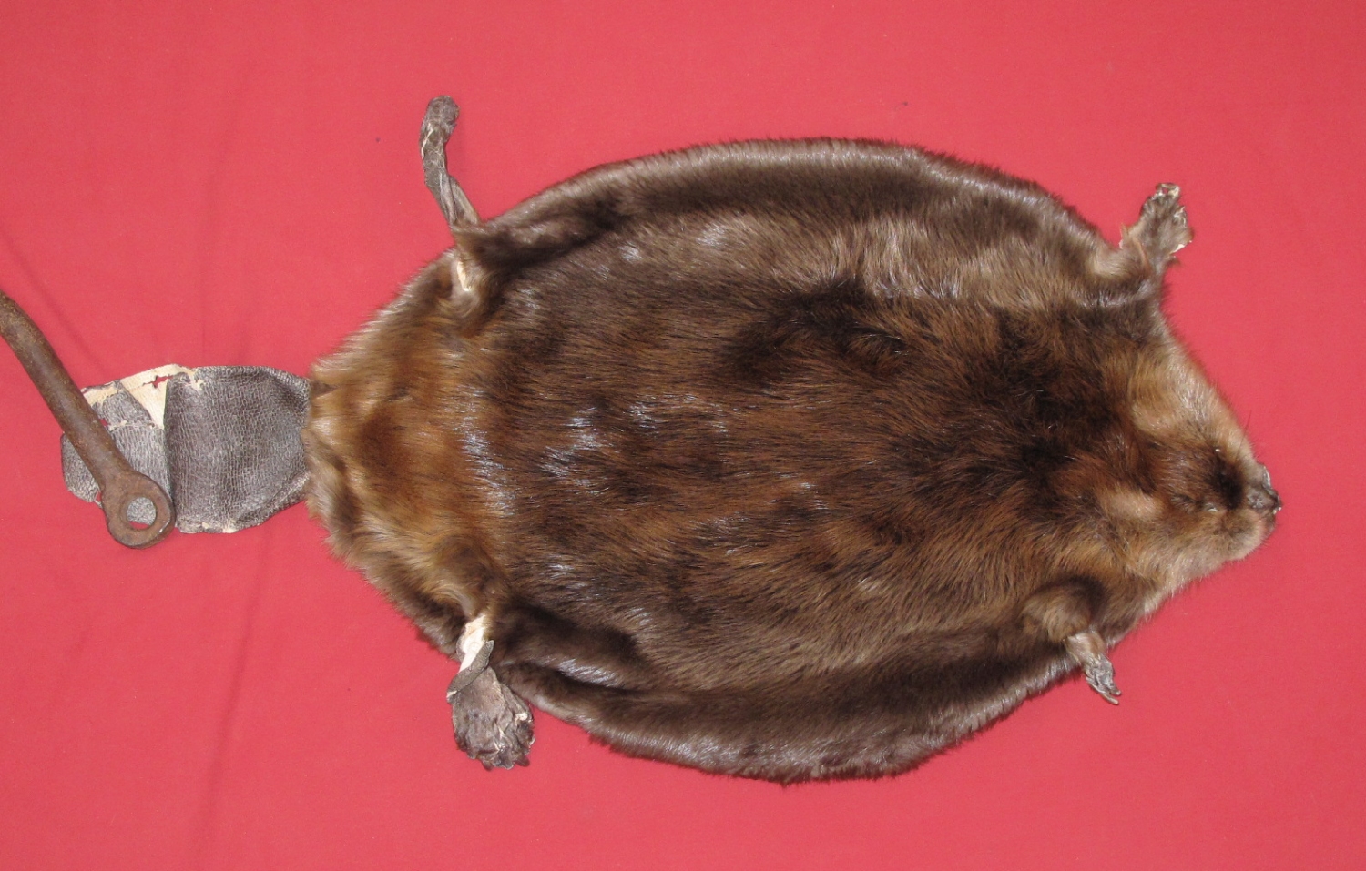 Tanned Furs : BEAVER - ROUND (6162-2476) : hideandfur.com