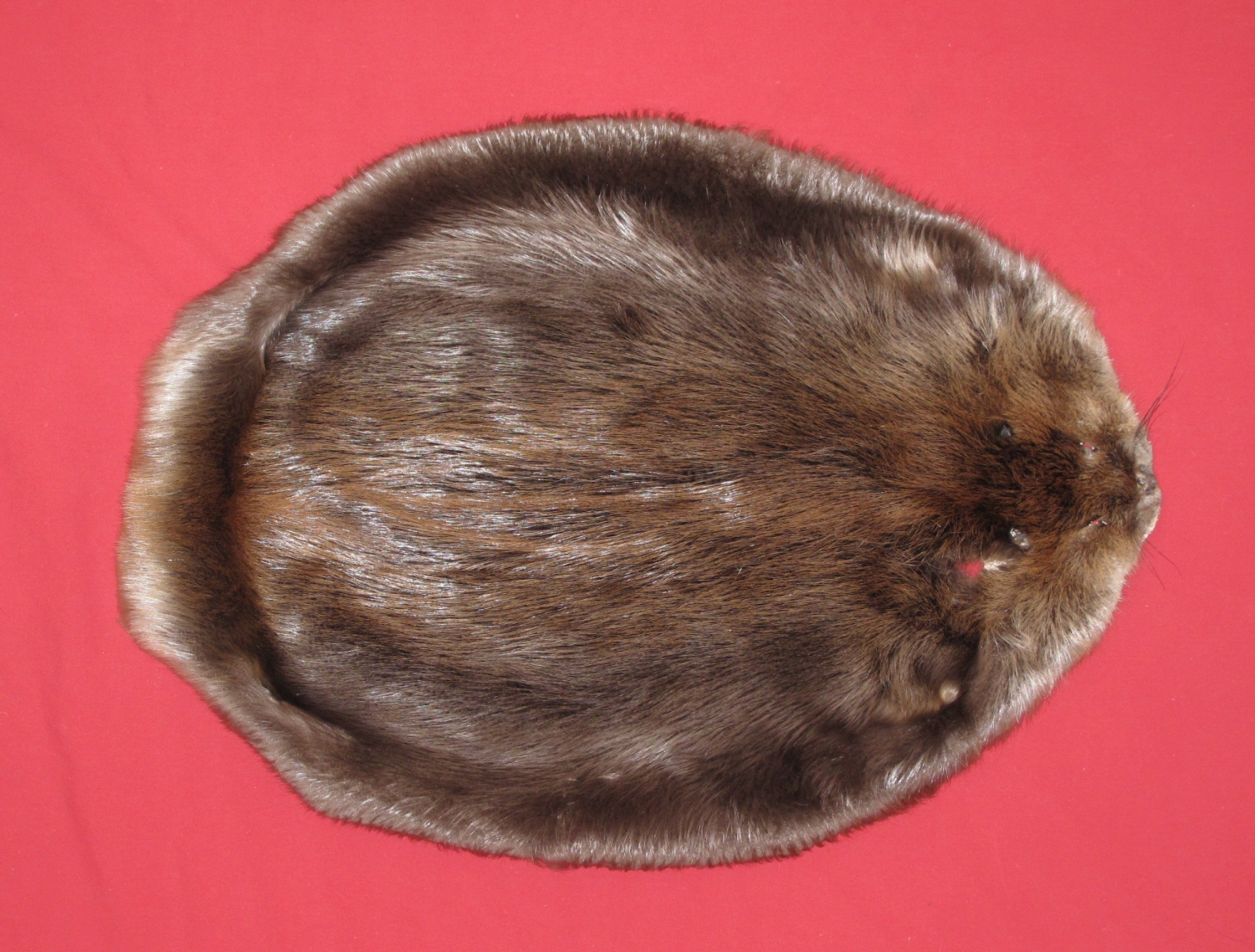 Tanned Furs : BEAVER - ROUND (6162-2489) : hideandfur.com