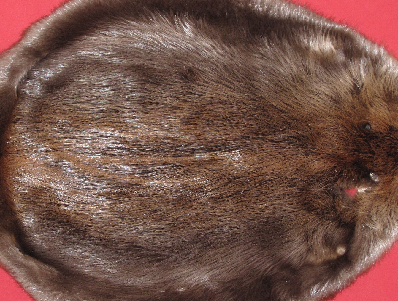 Tanned Furs : BEAVER - ROUND (6162-2489) : hideandfur.com