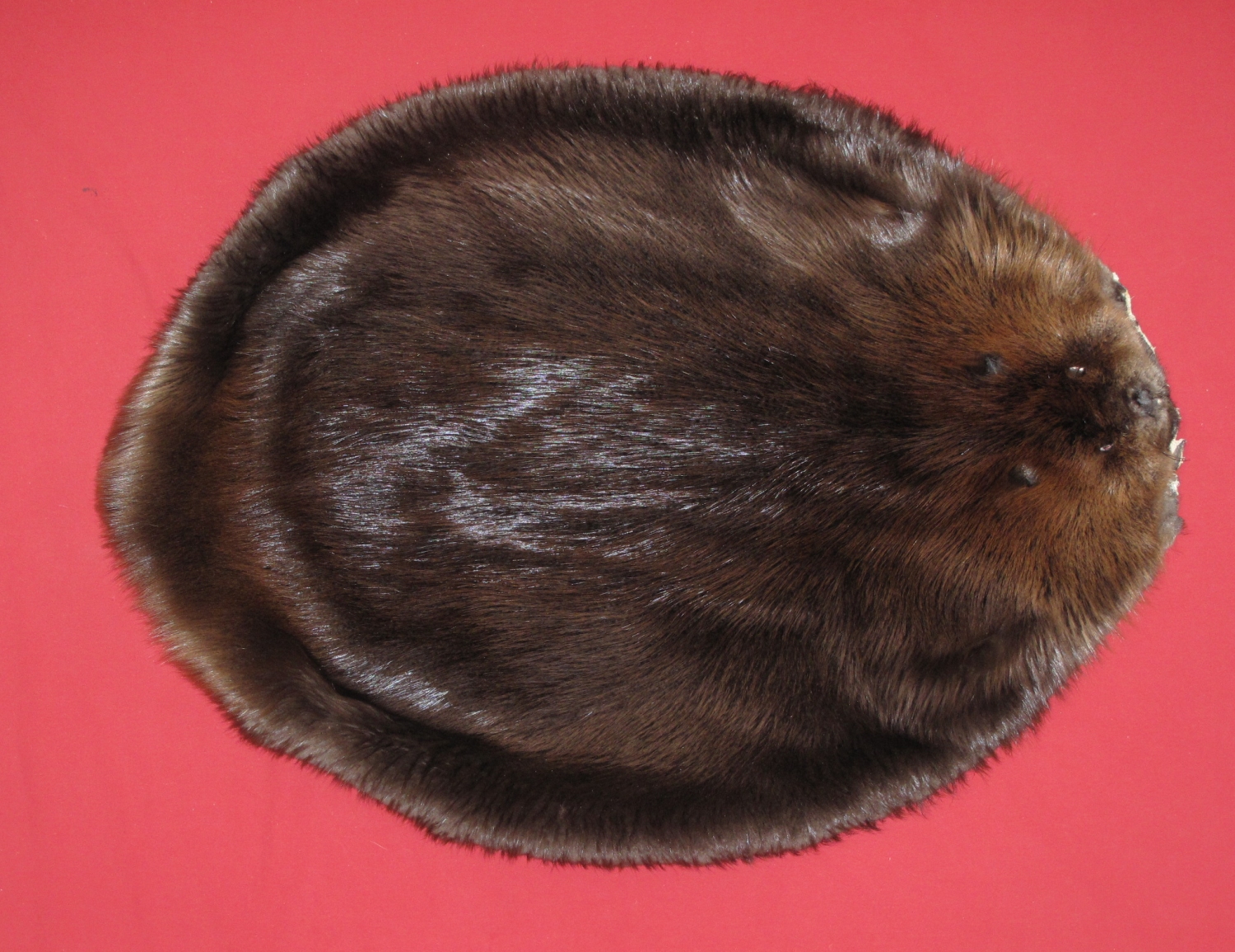 Tanned Furs : BEAVER - ROUND (6162-2501) : hideandfur.com