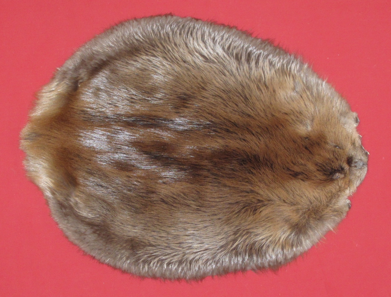 Tanned Furs : BEAVER - ROUND (6162-2604) : hideandfur.com