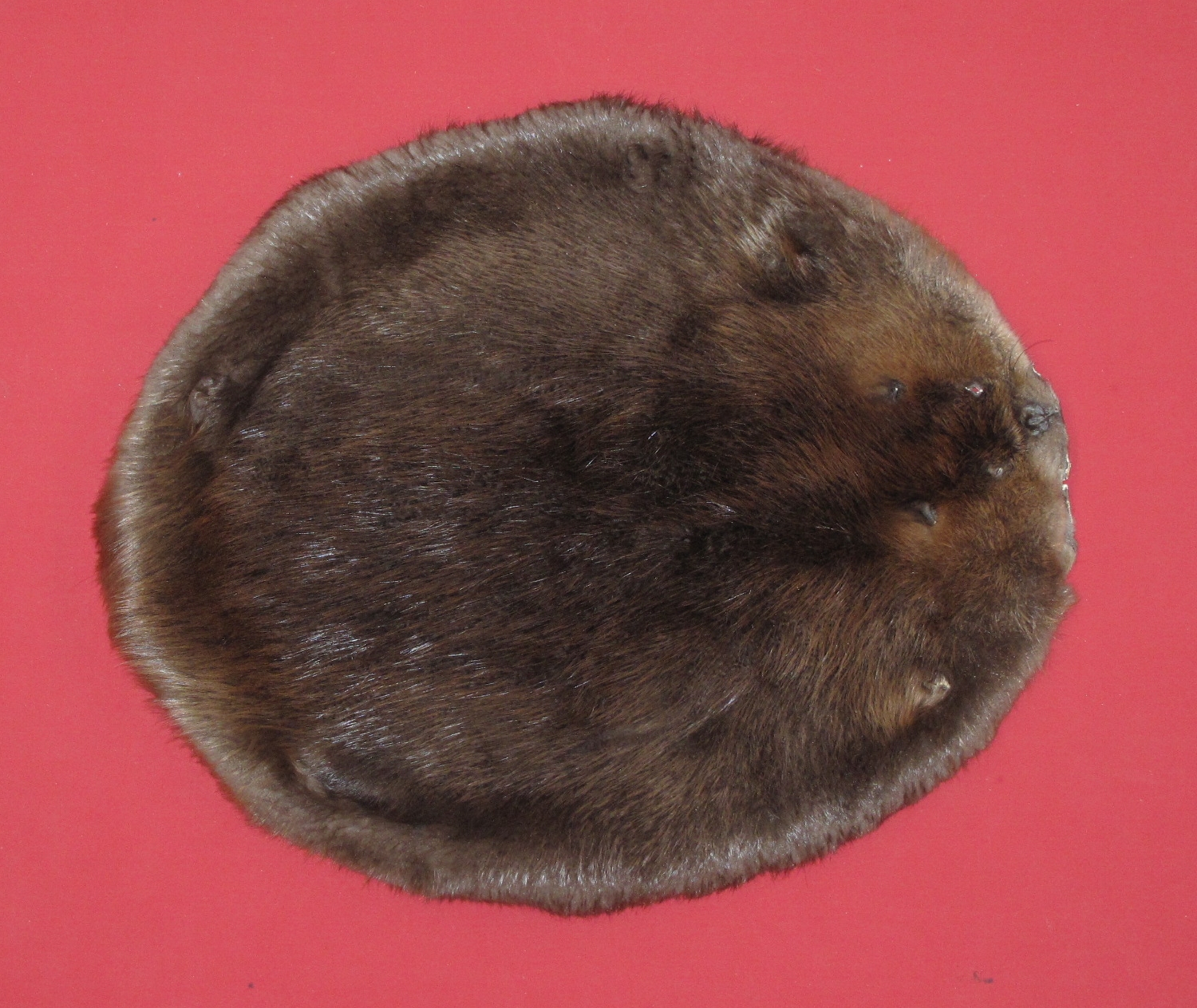 Tanned Furs : BEAVER - ROUND (6162-2605) : hideandfur.com
