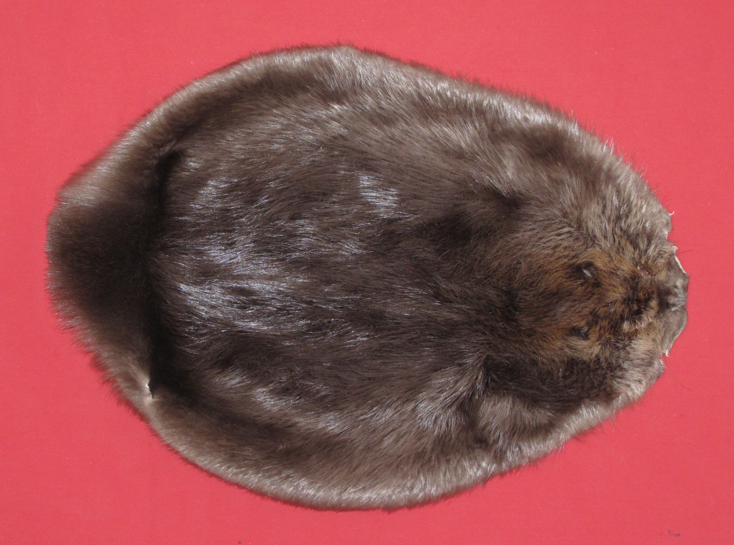 Tanned Furs : BEAVER - ROUND (6162-2613) : hideandfur.com