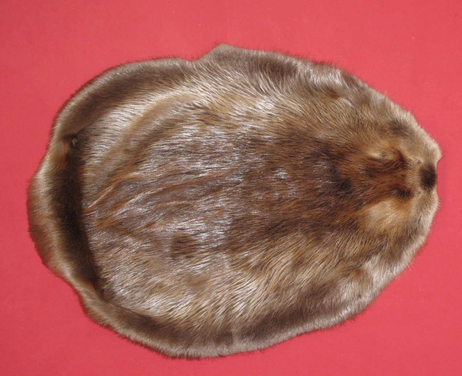 Tanned Furs : BEAVER - ROUND (6162-2626) : hideandfur.com